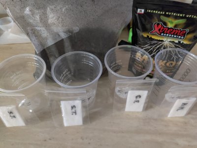 Anesia Seeds Grow - Sleepy Joe, StrawberryTree, High Mars, Captain ...