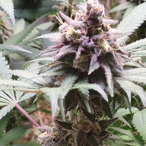 20240223_205849.jpg | Bud Builders - Making Friends, Growing Cannabis