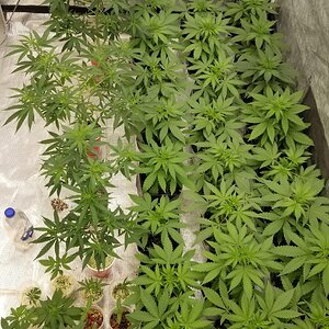 17089978520886185809287723838818.jpg | Bud Builders - Making Friends ...