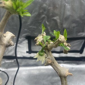 IMG_3845.jpeg | Bud Builders - Making Friends, Growing Cannabis